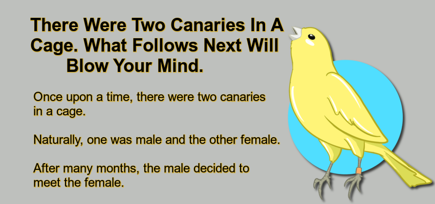There Were Two Canaries In A Cage.