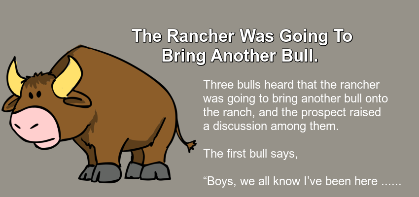 The Rancher Was Going To Bring Another Bull.