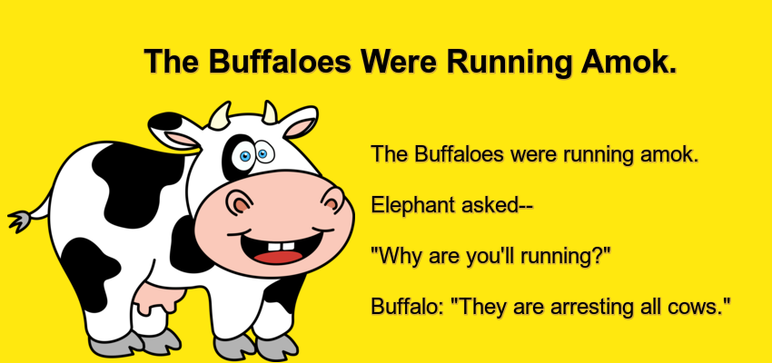 The Buffaloes Were Running Amok.