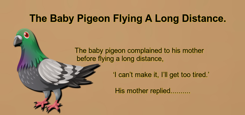 The Baby Pigeon Flying A Long Distance.