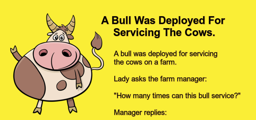 A Bull Was Deployed For Servicing The Cows.