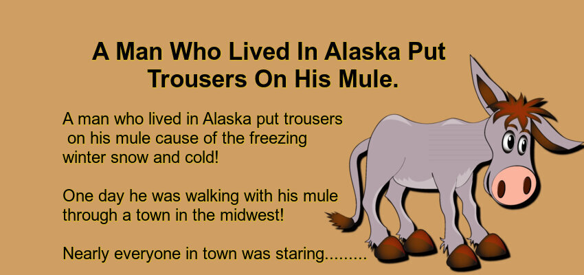 A Man Who Lived In Alaska Put Trousers On His Mule.